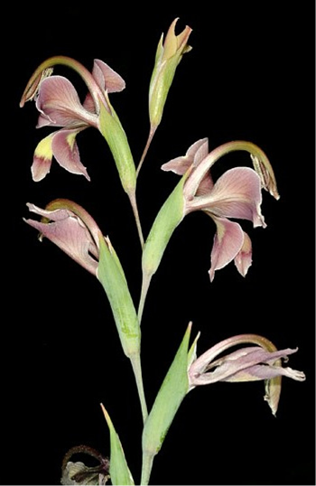 DƯỢC LIÊN THÔNG: THỰC VẬT ĐẠI CƯƠNG: HOA