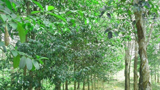 How To Plant A Complete Gaharu Tree - Inspiring Farmers