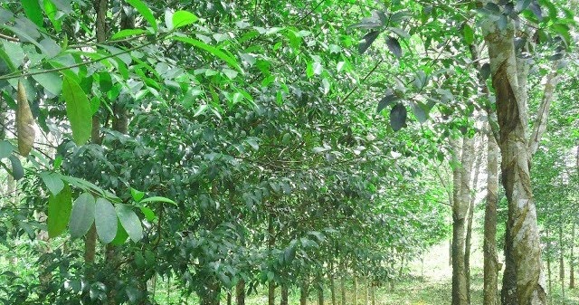 How To Plant A Complete Gaharu Tree - Inspiring Farmers