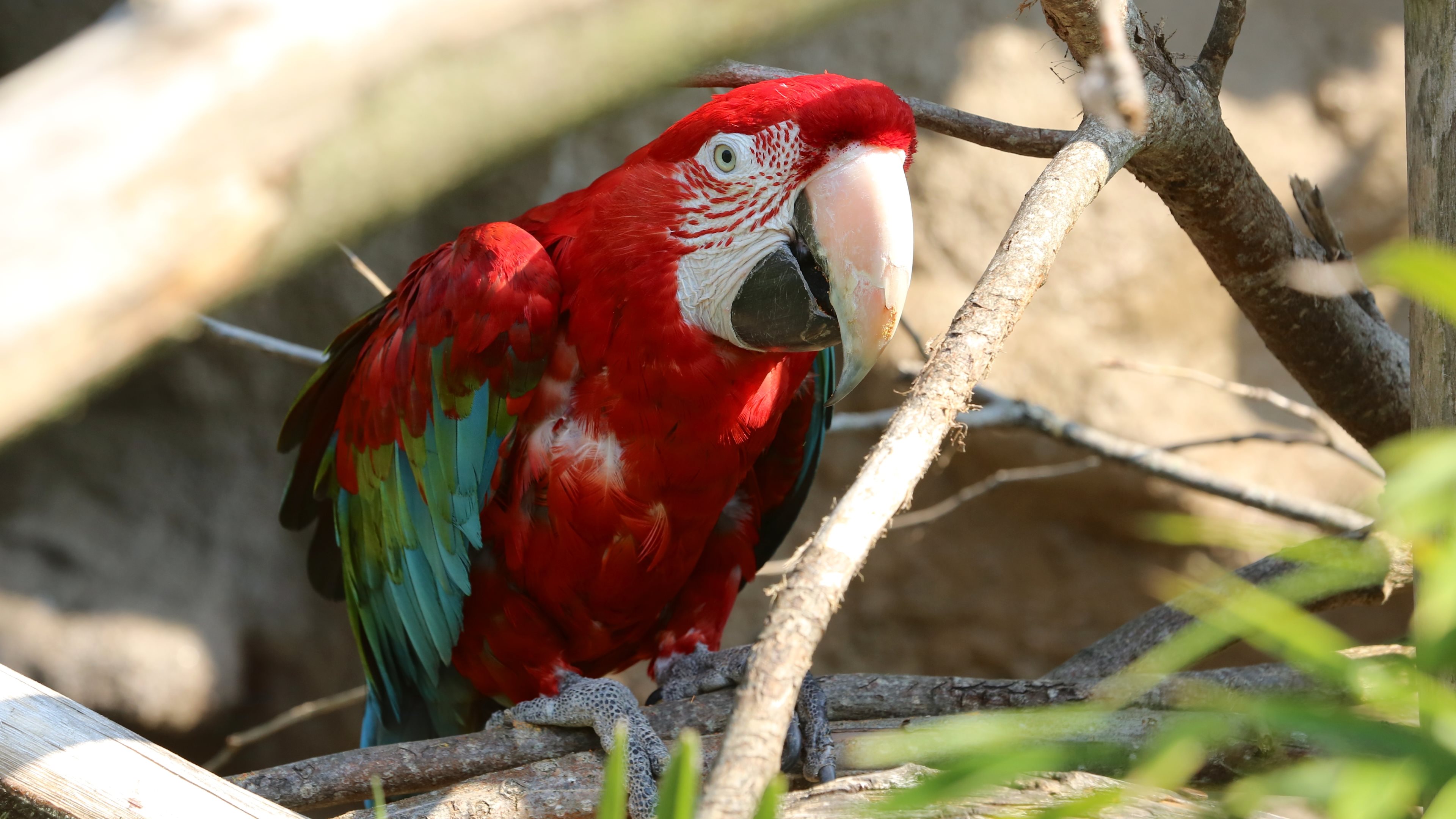 Macaw Images