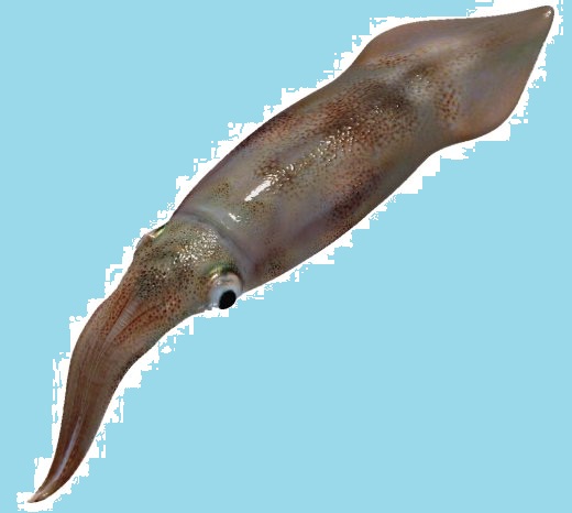 Culinária | Pesca Molhada