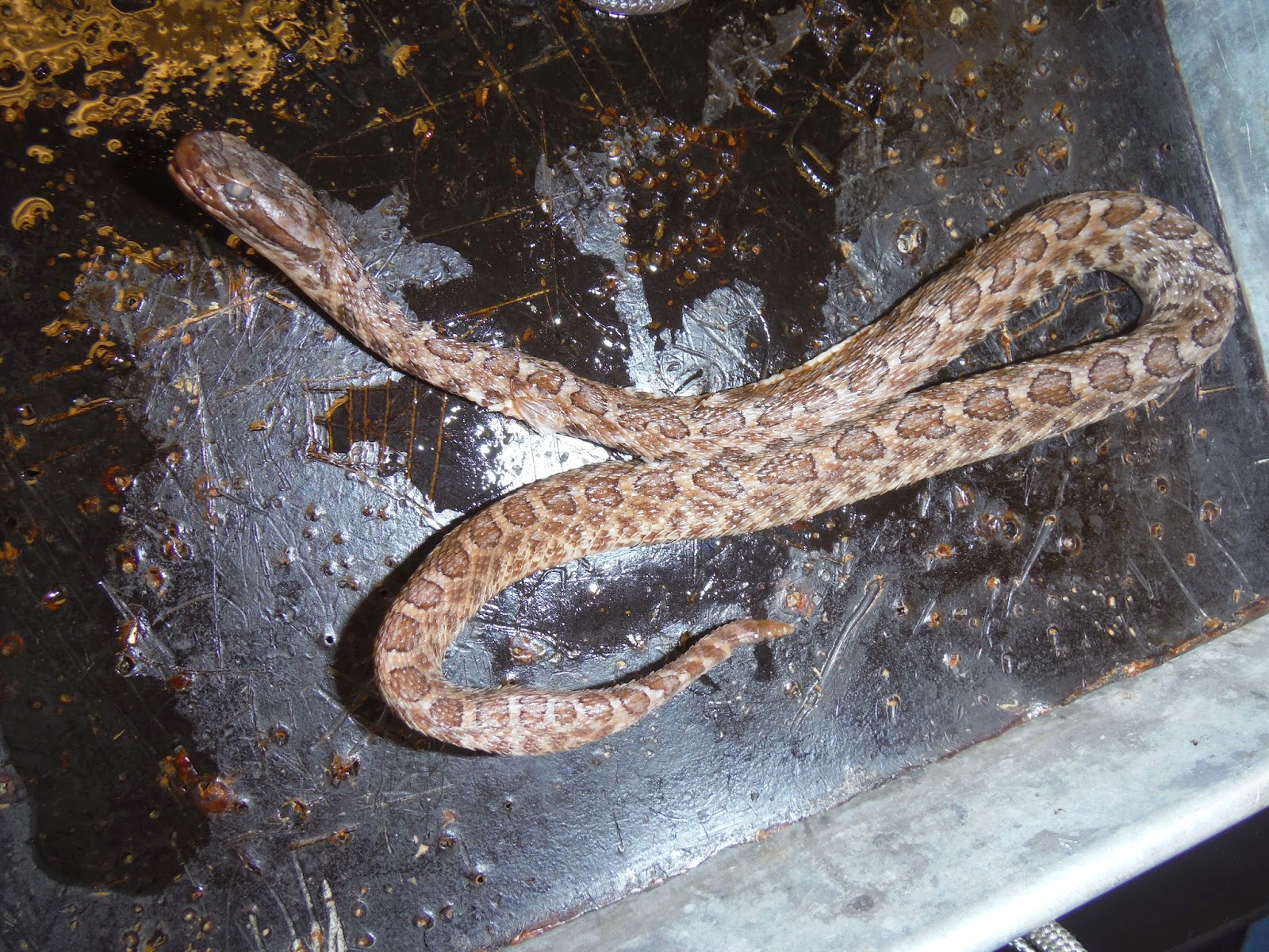 Biology of the Reptilia