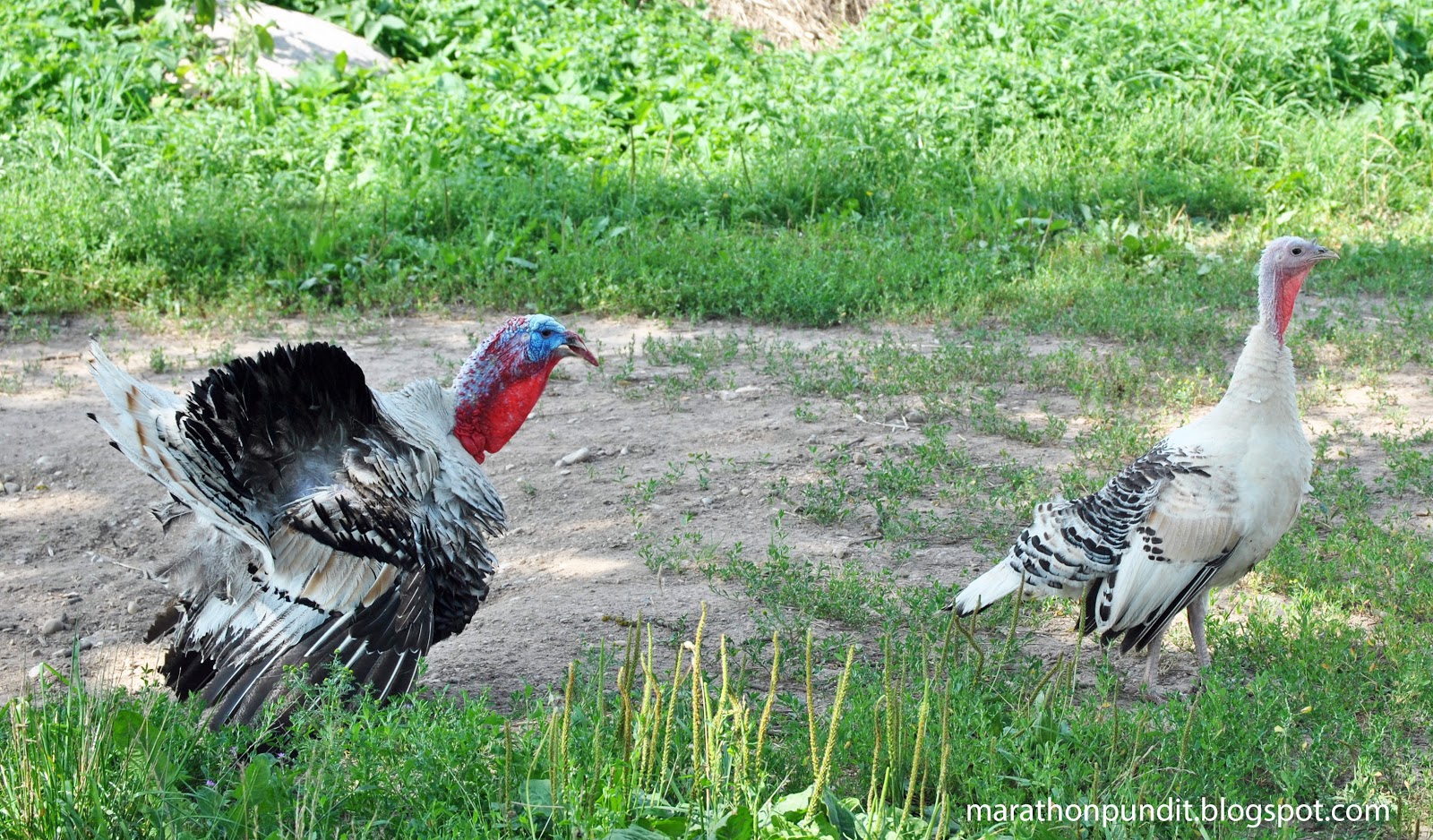 Marathon Pundit: Red, white and blue turkey and friend