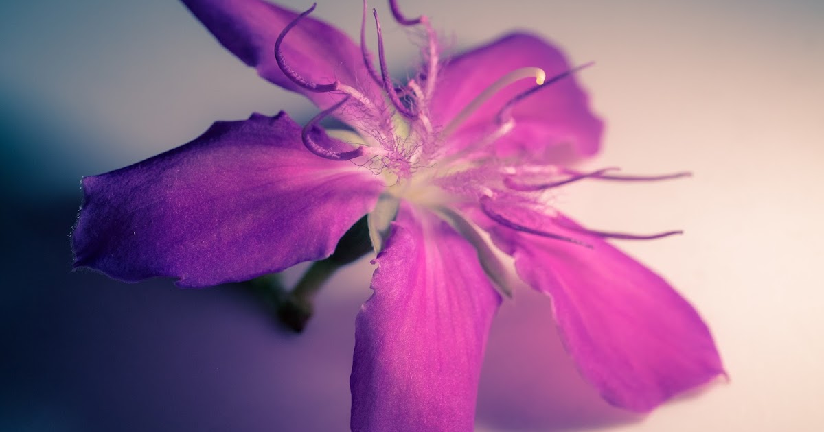 Macro Photography - An Introduction to Focus Stacking ~ Digital Camera ...