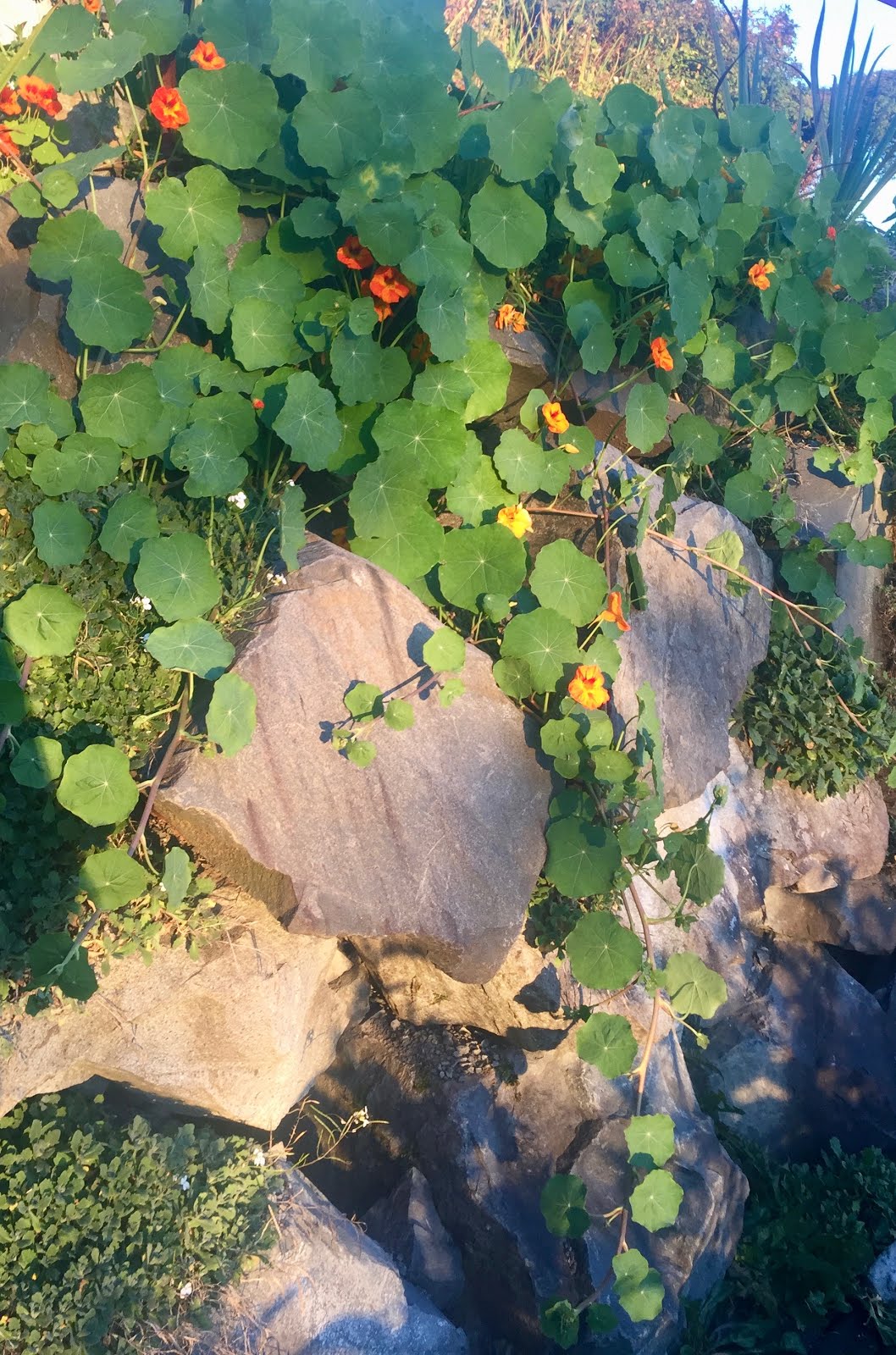 SITKAVORES: FLOWERS - Annual