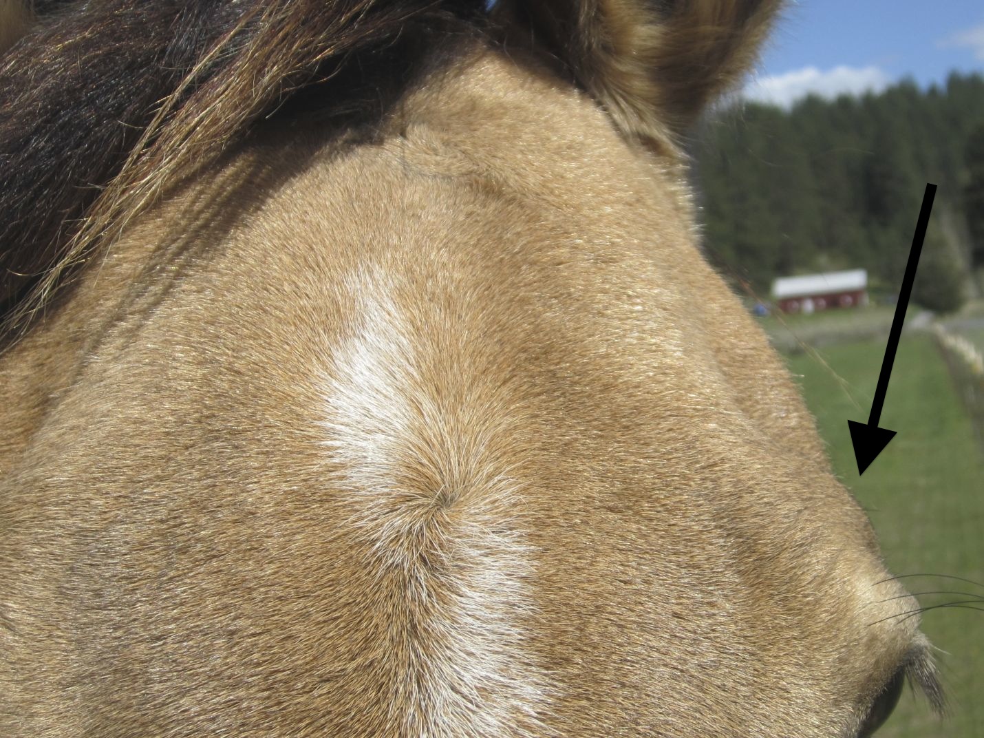 Equine Masterpiece: Anatomy: Horns