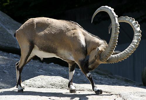 Living Rootless: New Mexico: Fauna Exotica