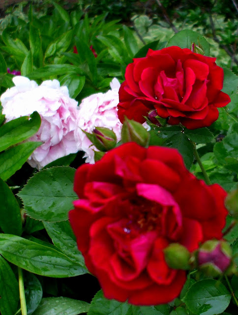 A Rose in the Garden: Everything's Coming Up Roses!