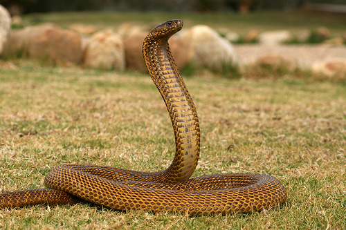 Cape Cobra Facts and New Pictures-Images | The Wildlife