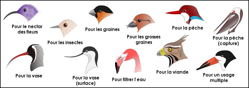 Club nature de l'Aubinière: Samedi 19 mars Les Oiseaux
