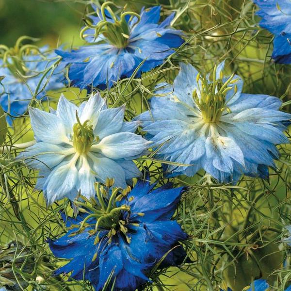 Bibit Bunga Love In A Mist - Flowers, Seeds and Herbs