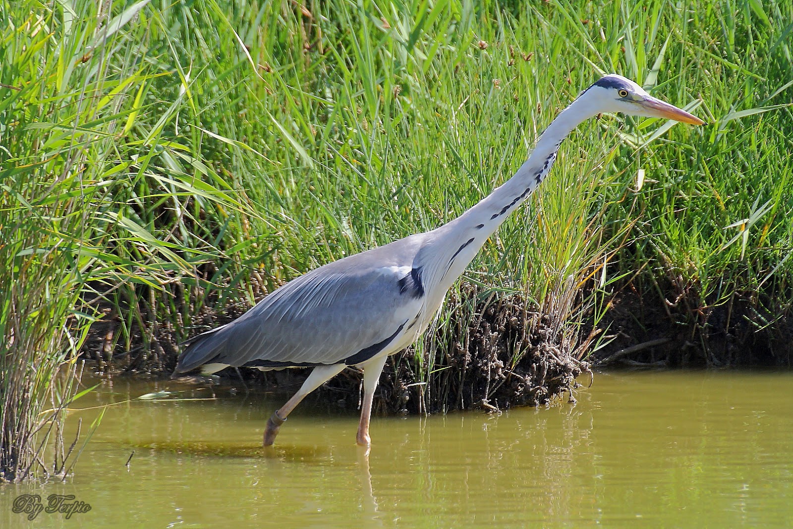 Viajes, Salidas, Naturaleza, (Fotografía).: Garza Real (Ardea Cinerea).