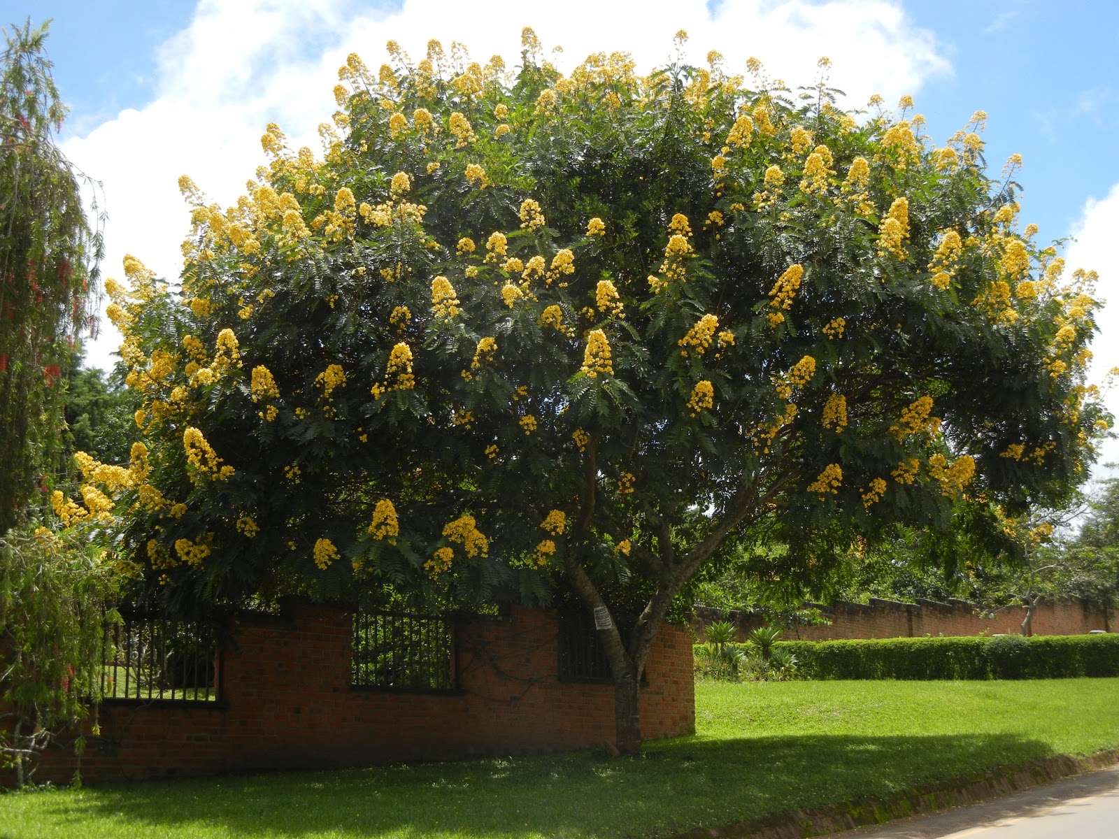 Leo in Malawi: March 27 - Some flowers in Malawi (Updated)