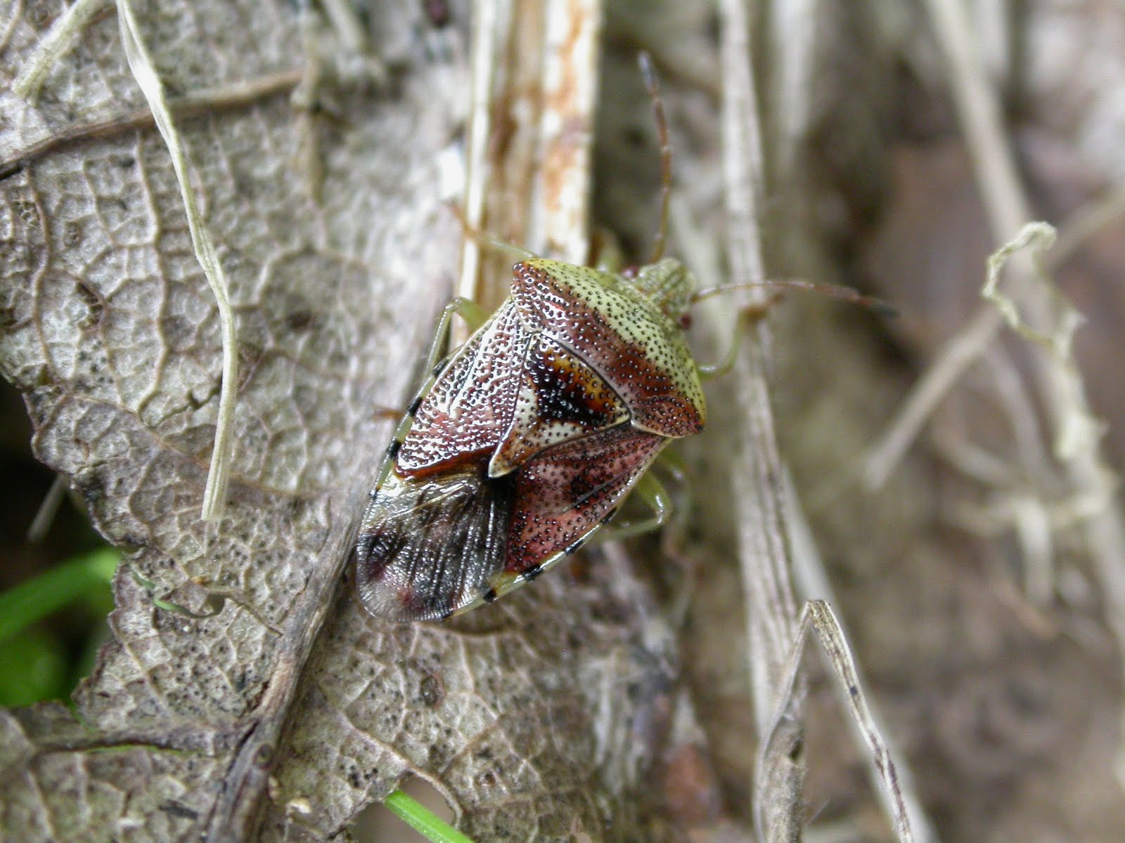 The Lyons Share: First record of rare shield bug for East Sussex!