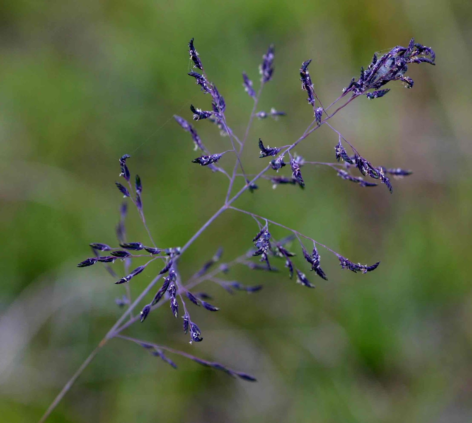 The Grass is Greener on the Udder Side: Lovely local Lovegrasses