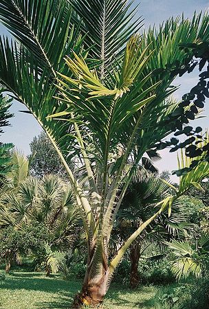 5/3/16 RUMBIA ATAU SAGU......emas yang tercampak jadi makanan babi ...