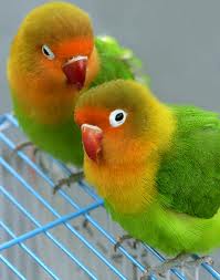 A Internacional Pássaros: Agapornes