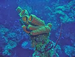 Micii biologi: Spongierii