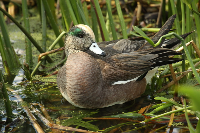 Tails of Birding: Dabbling Ducks - Genus Anas - No. 1