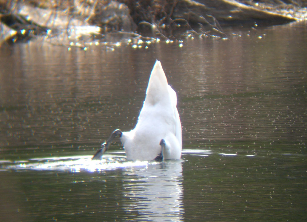 Woods Walks and Wildlife: March 2011