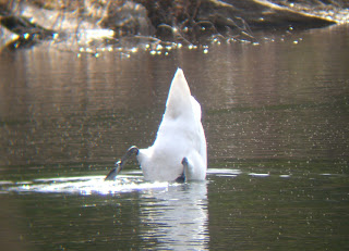 Woods Walks and Wildlife: Swans are really big