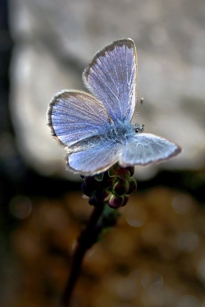 Invertebrados de Huesca: Glaucopsyche melanops (Escamas azules) macho ...