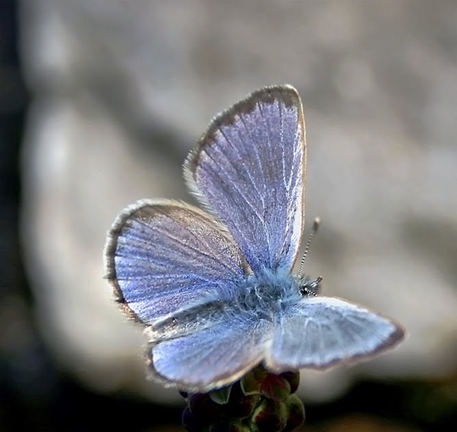Invertebrados de Huesca: Glaucopsyche melanops (Escamas azules) macho ...