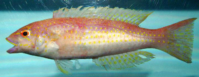 Artes de Pesca: ACTINOPTERYGII.