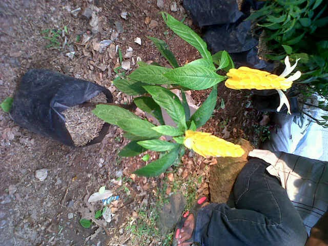 Fadhil Flora's: Pohon Perdu Kecil