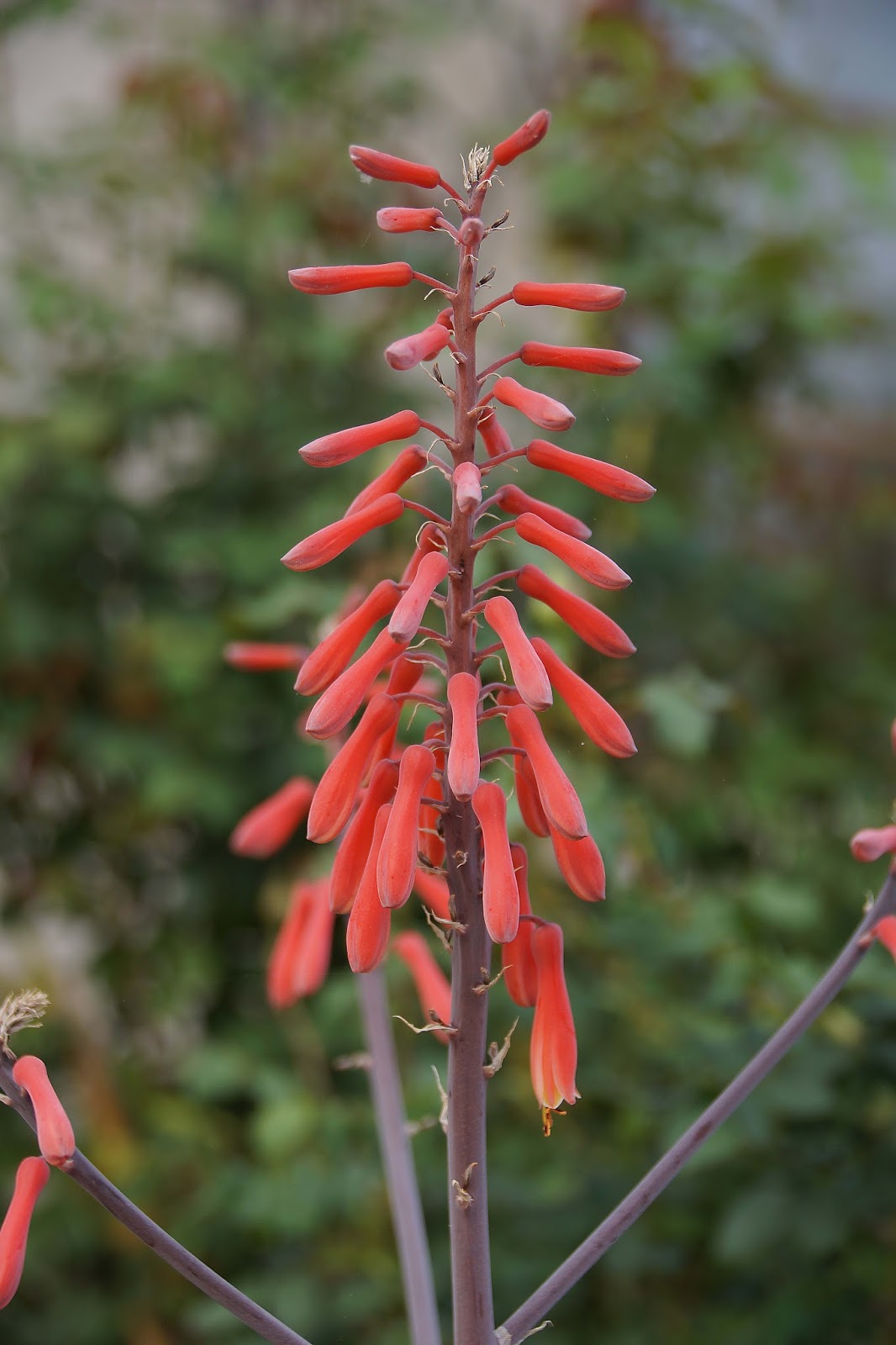 Aloe Flower Report, Early March 2016