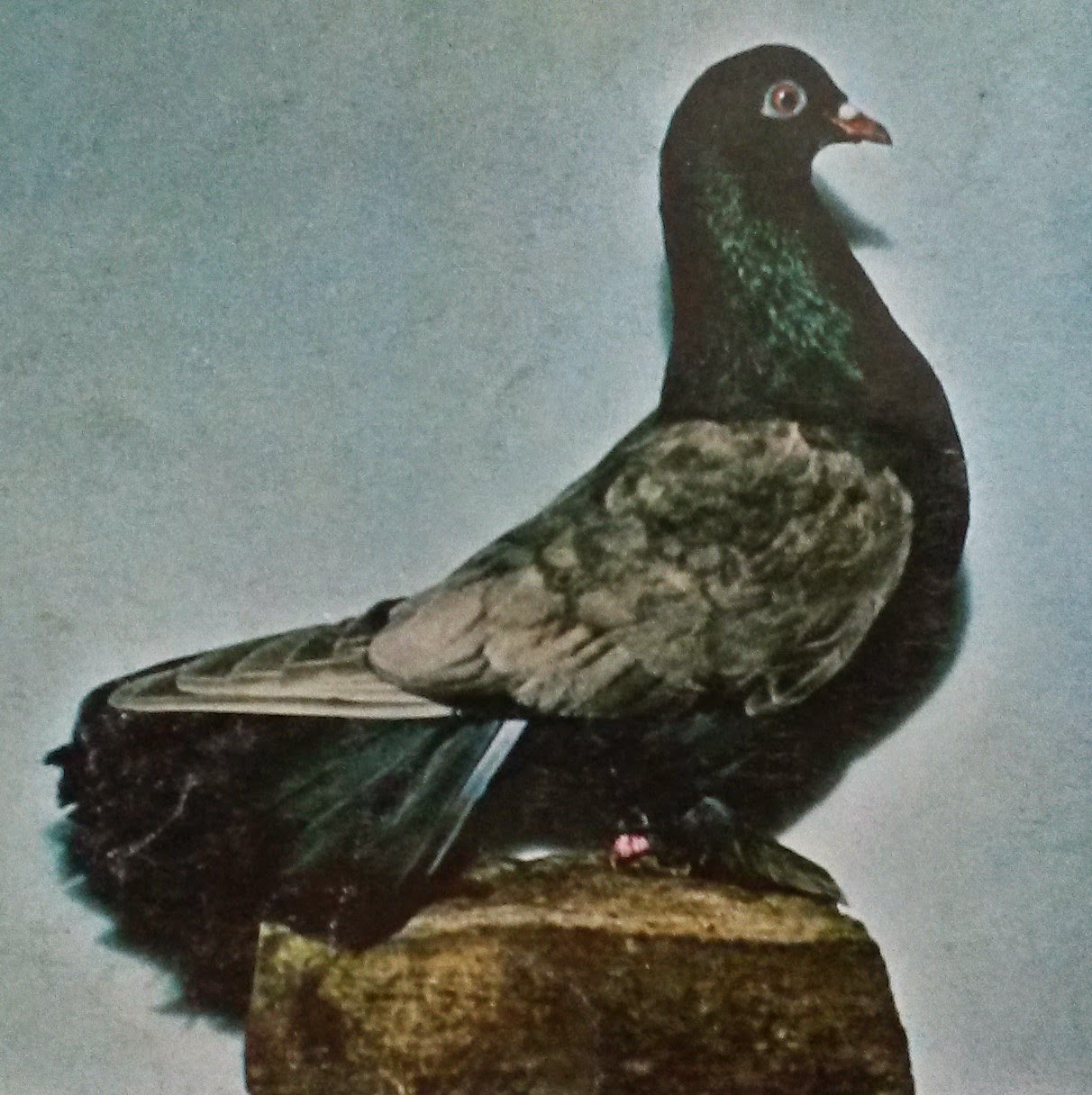 Syrian Fantail Pigeon origin description size ornaments colors comment ...