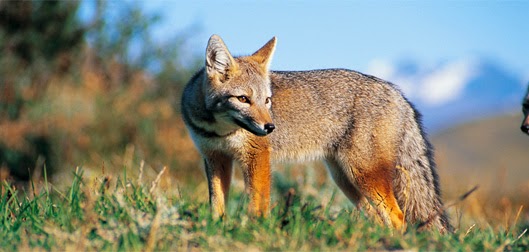 Flora y Fauna Chilena: Flora y Fauna Chilena