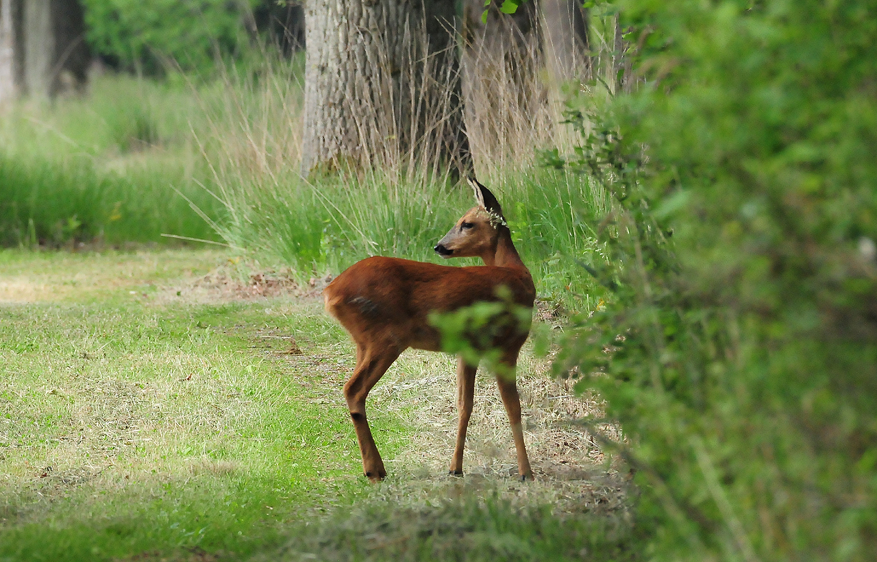Jozef van der Heijden - Natuurfotografie: Ree hinde op Wellenseind