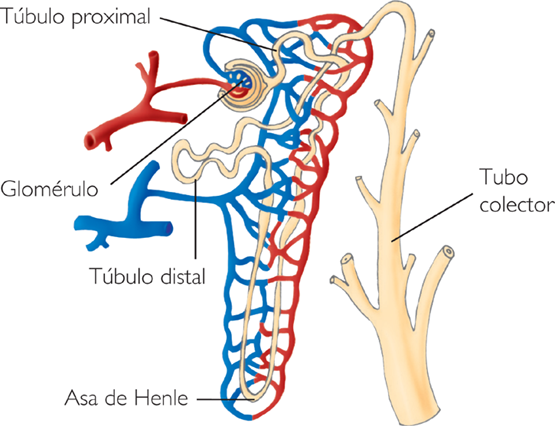 FISIOLOGIA RENAL: Recuento anatomico y La Nefrona.