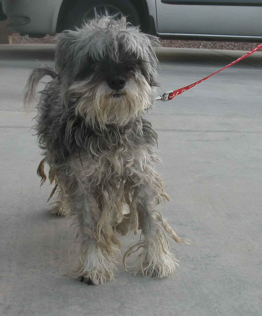 The Little Schnauzery: Travis With Dreadlocks