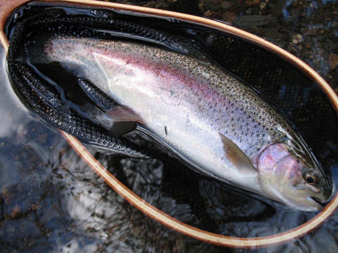 ALPENGlOW: Yuba-Ku, Fall Caddis