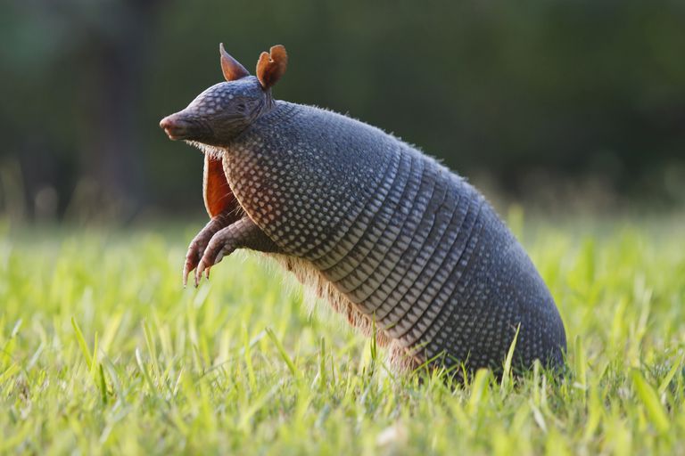 Ginx Craft : Armadillo