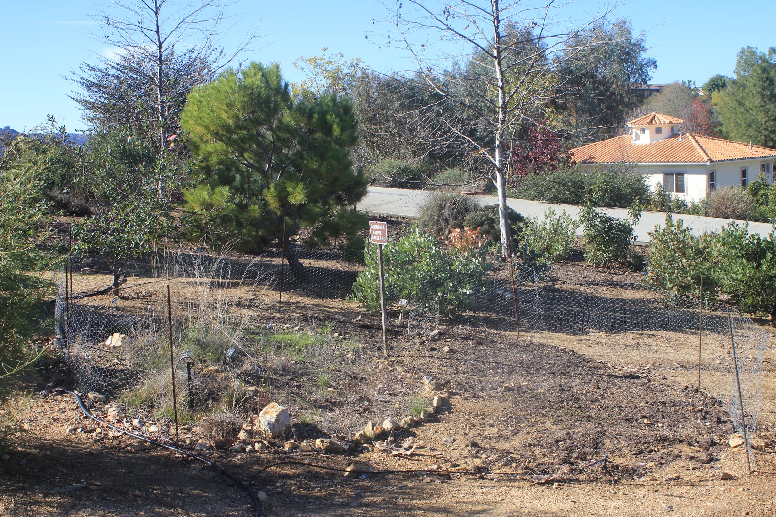 Camissonia's Corner: A Winter's Tale in a Southern California Garden