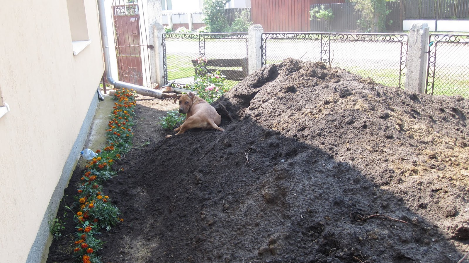 The Renovation: Sewer, electricity and water!