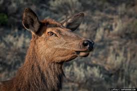THE WESTERNER: Elk kicks Texas woman in the head in 2nd Yellowstone ...
