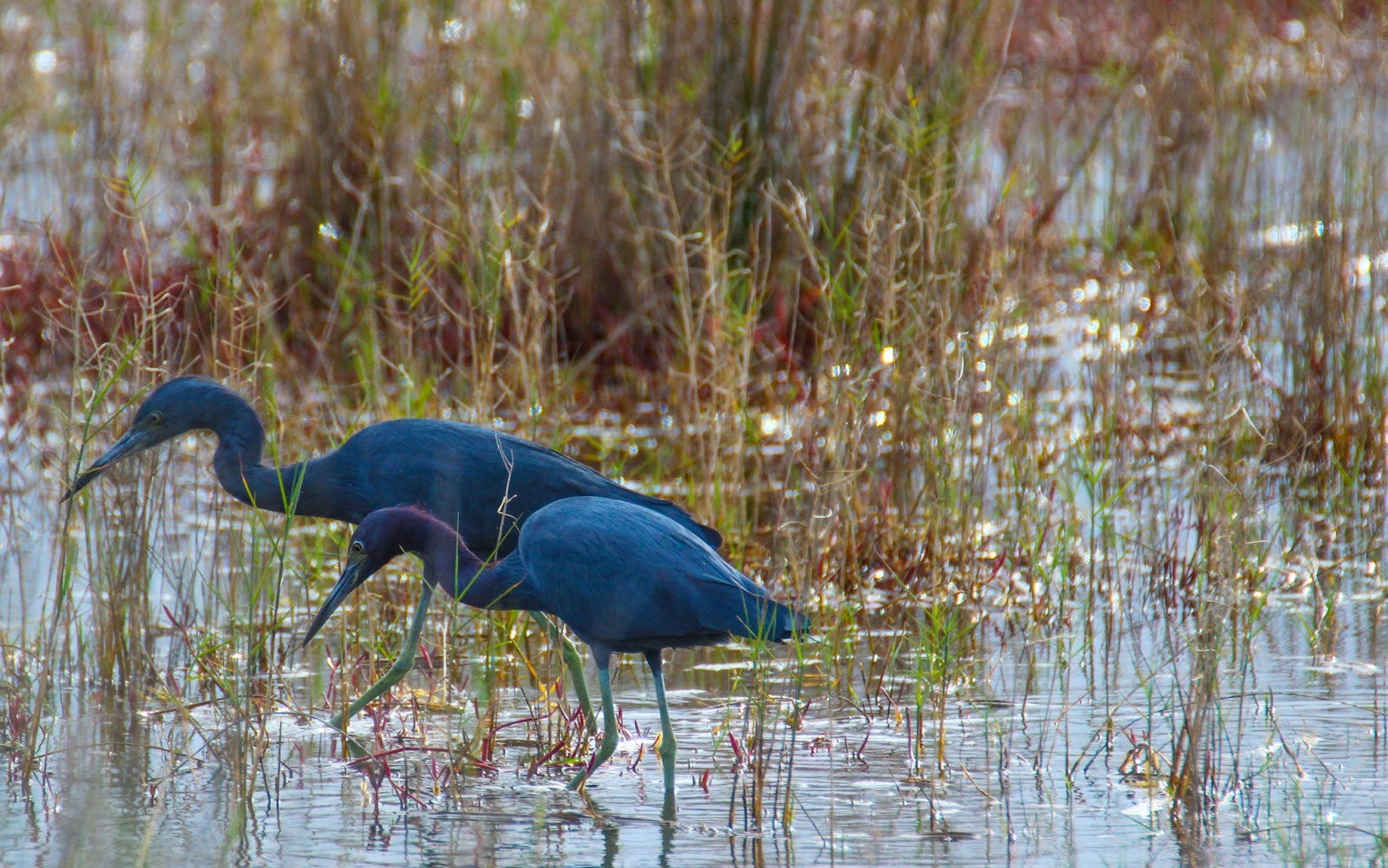 Cannundrums: Little Blue Heron
