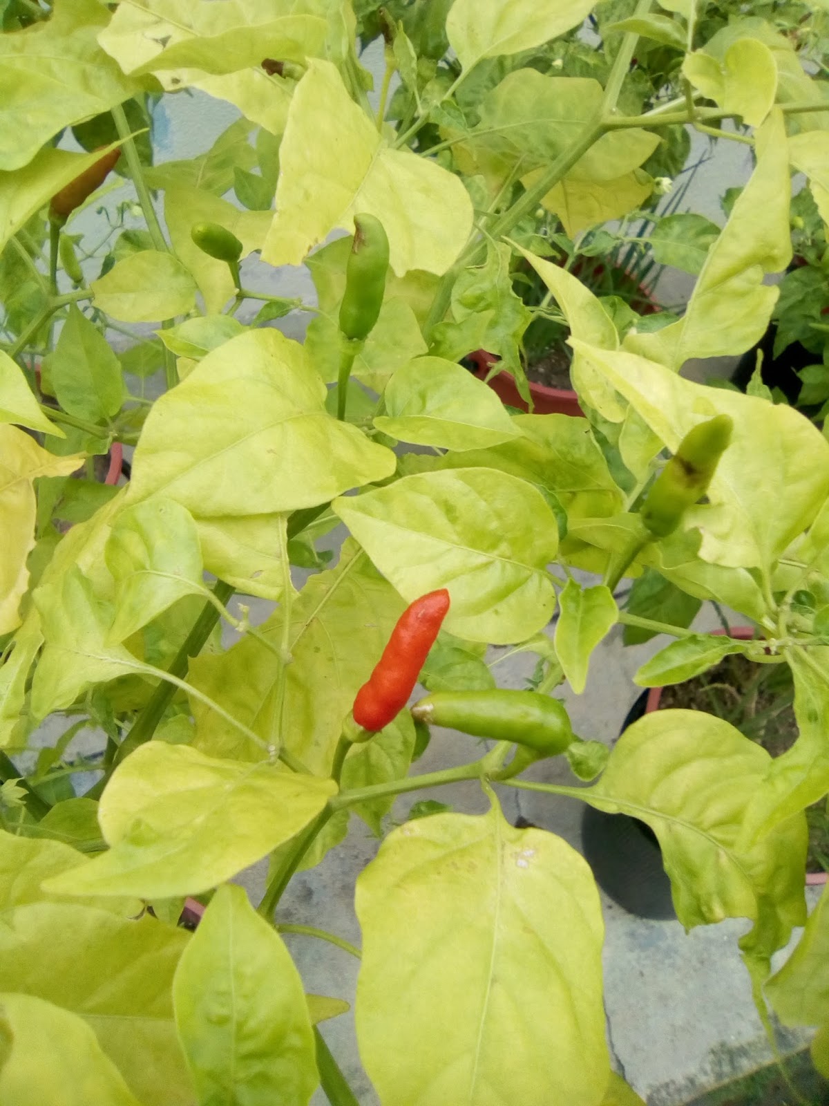 Jom Tanam Sayur ( JTS ) : Jenis-Jenis Cili Api di Kebun Tepi RumahJom ...