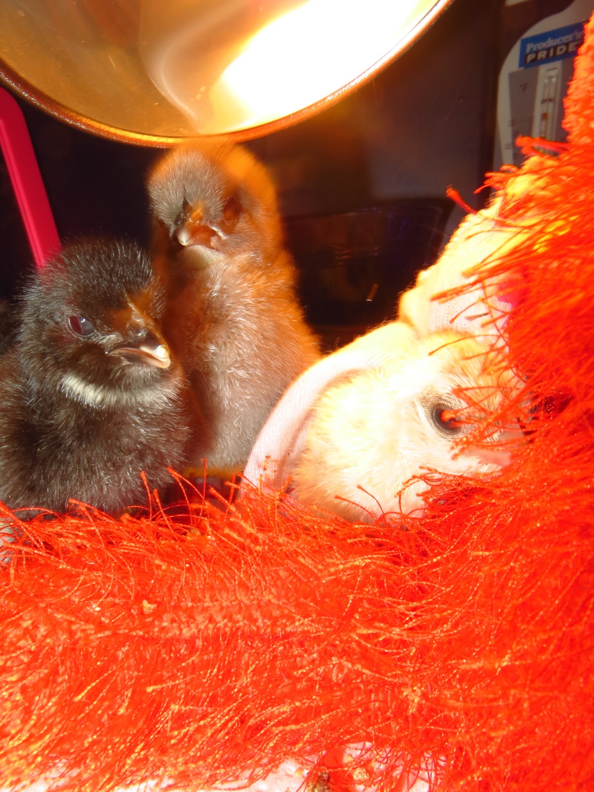 Feather Feet & Vulture Hocks: 2016