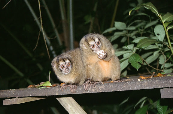 Mamíferos do Mundo: Aotus zonalis (Macaco da noite do Panamá).
