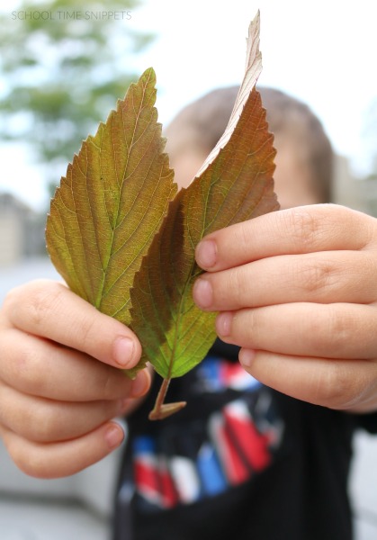 Simple Preschool Science: Leaf Matching Activity | School Time Snippets