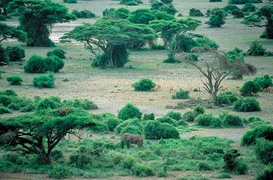Alternativas para Cuidar el Medio Ambiente: LA SABANA
