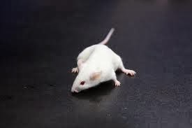 White mice | Facts About All