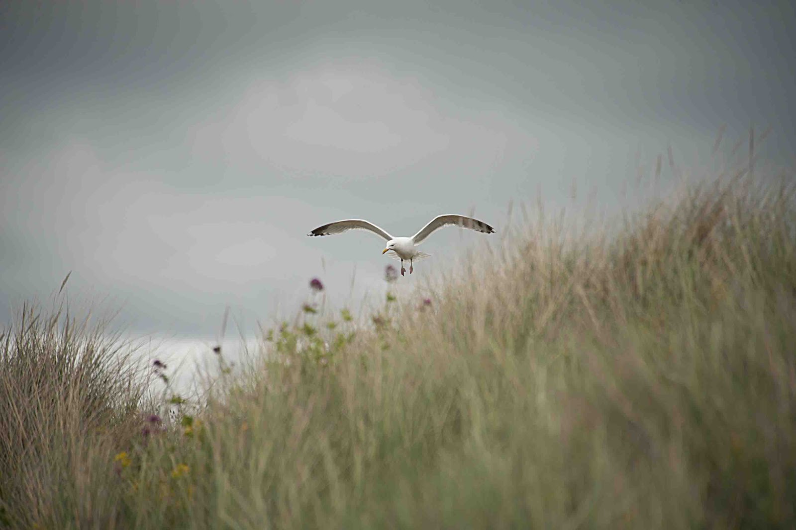Daisy's Diary: Sandy Beaches, Baby Rabbits and Flappy Things!
