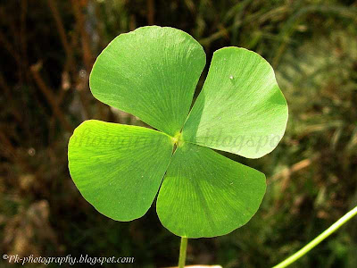 Water Clover | Nature, Cultural, and Travel Photography Blog