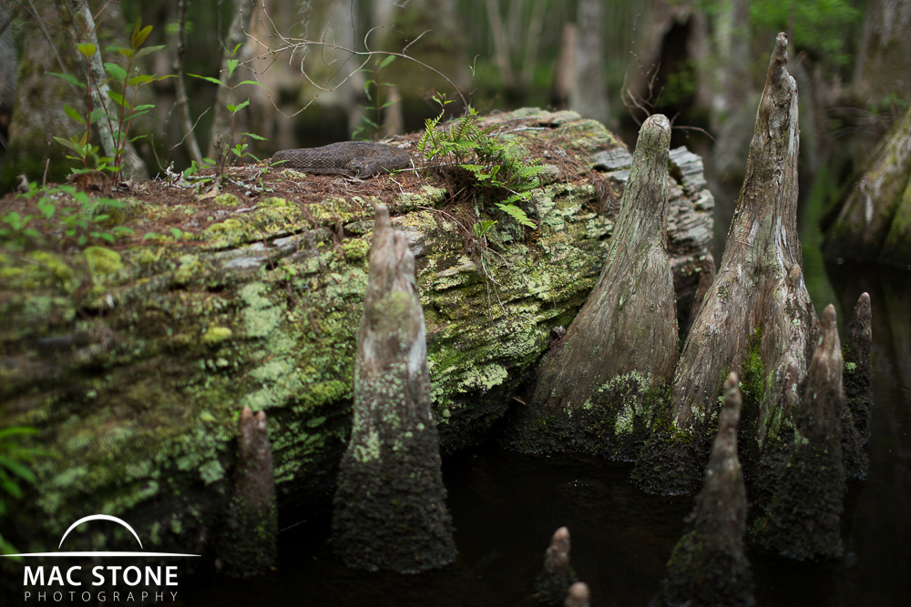 Mac Stone Photography